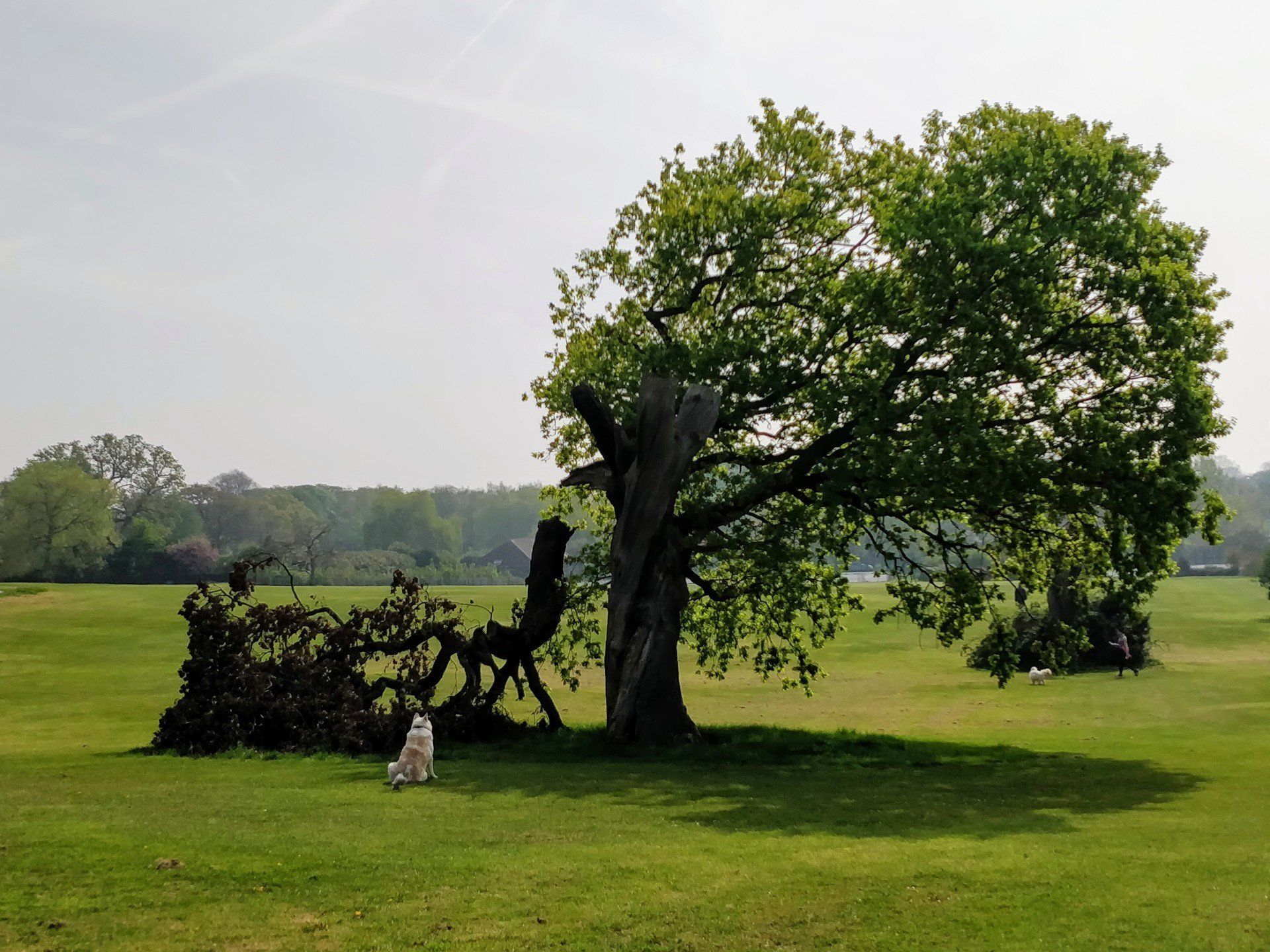 Veteran Oaks